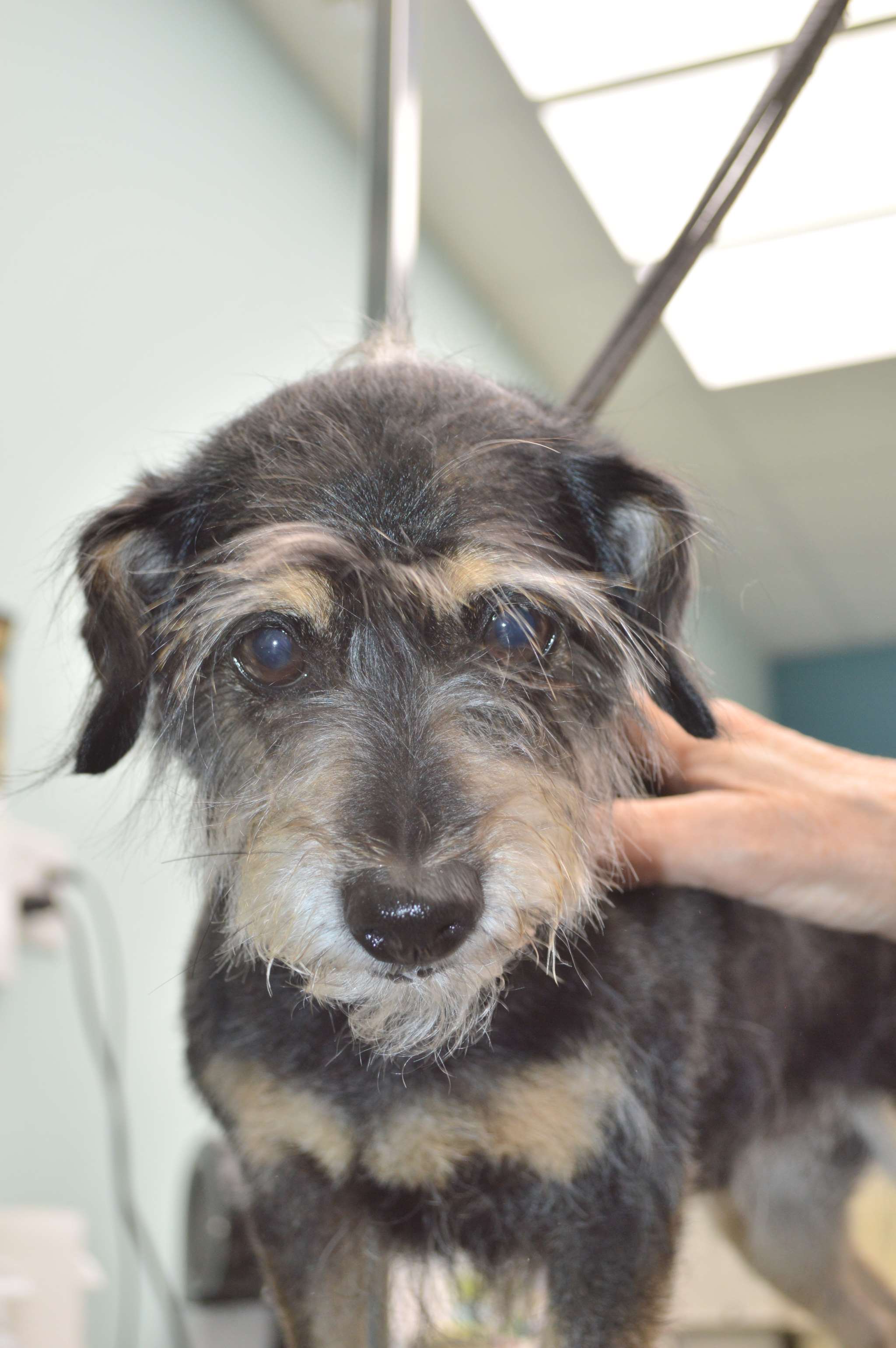 The Pet Gallery - Atlanta, GA - Pet Supplies