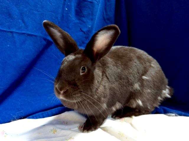 RabbitEARS - Oakland, CA - Pet Supplies