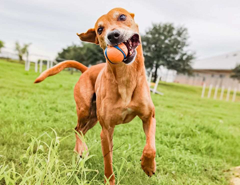 Waggie Pet Zone - College Station, TX - Pet Supplies