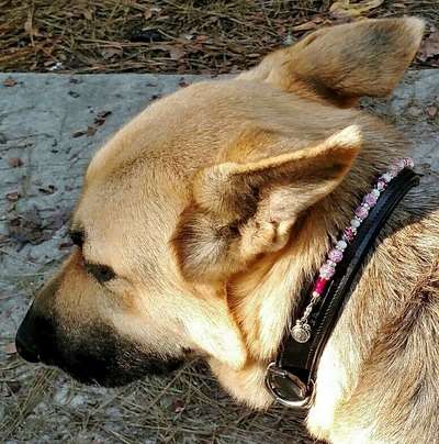 Basin Feed & Supply - Cheney, WA - Pet Supplies