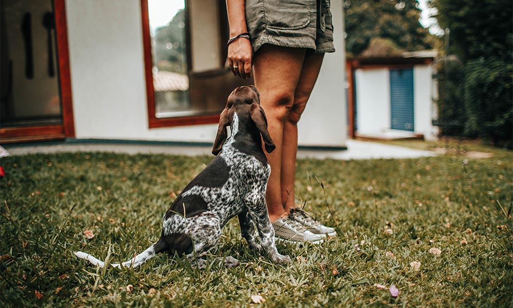 Dog Training & Manners