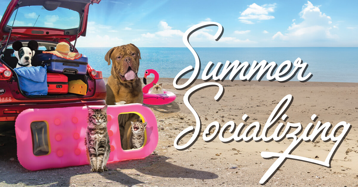 Summer Socializing: Three Tips from a Trainer