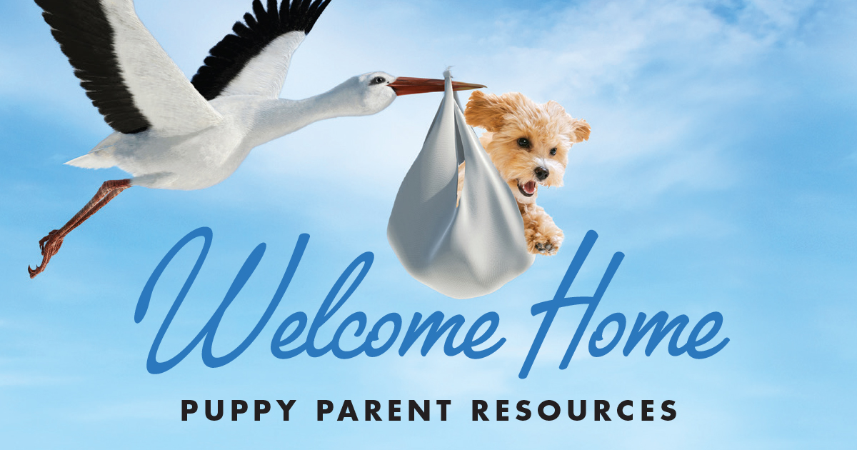 Welcome Home: Puppy Parent Resources