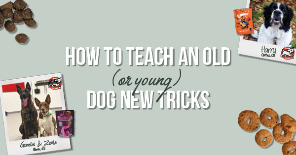 How to Teach An Old (or Young) Dog New Tricks