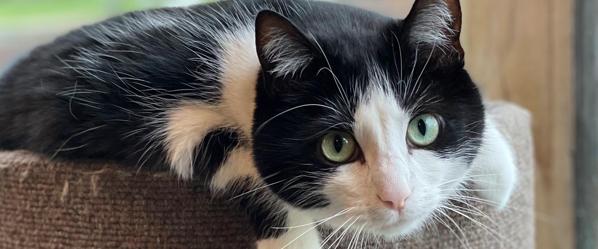 Photo & Video Tips: How to capture your cat