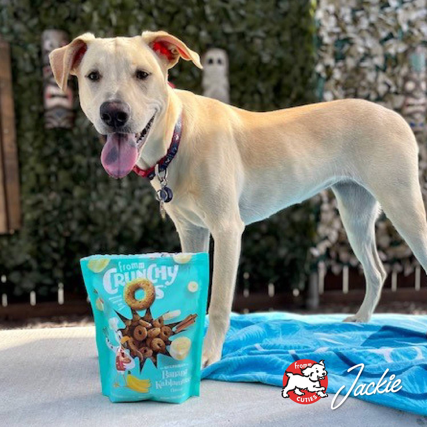 Fromm Crunchy Os® Bacon Blasters Flavor Dog Treats Recklessly Crunchy ...